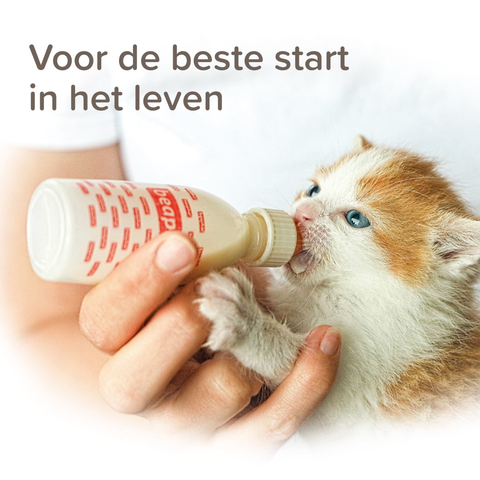 Lait Pour Chatons Beaphar Lactol 250g | 500g – Pet World